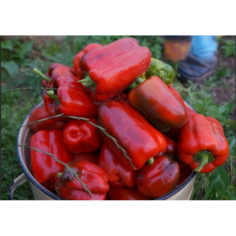 Калифорнийское чудо ( Moravo Seed, Словакия )